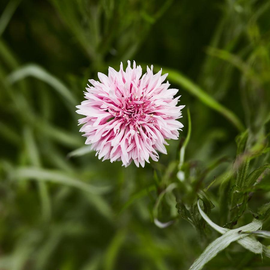 Cornflower Centaurea Pink Ball Flower | x 80 seeds – Veggie & Flower ...