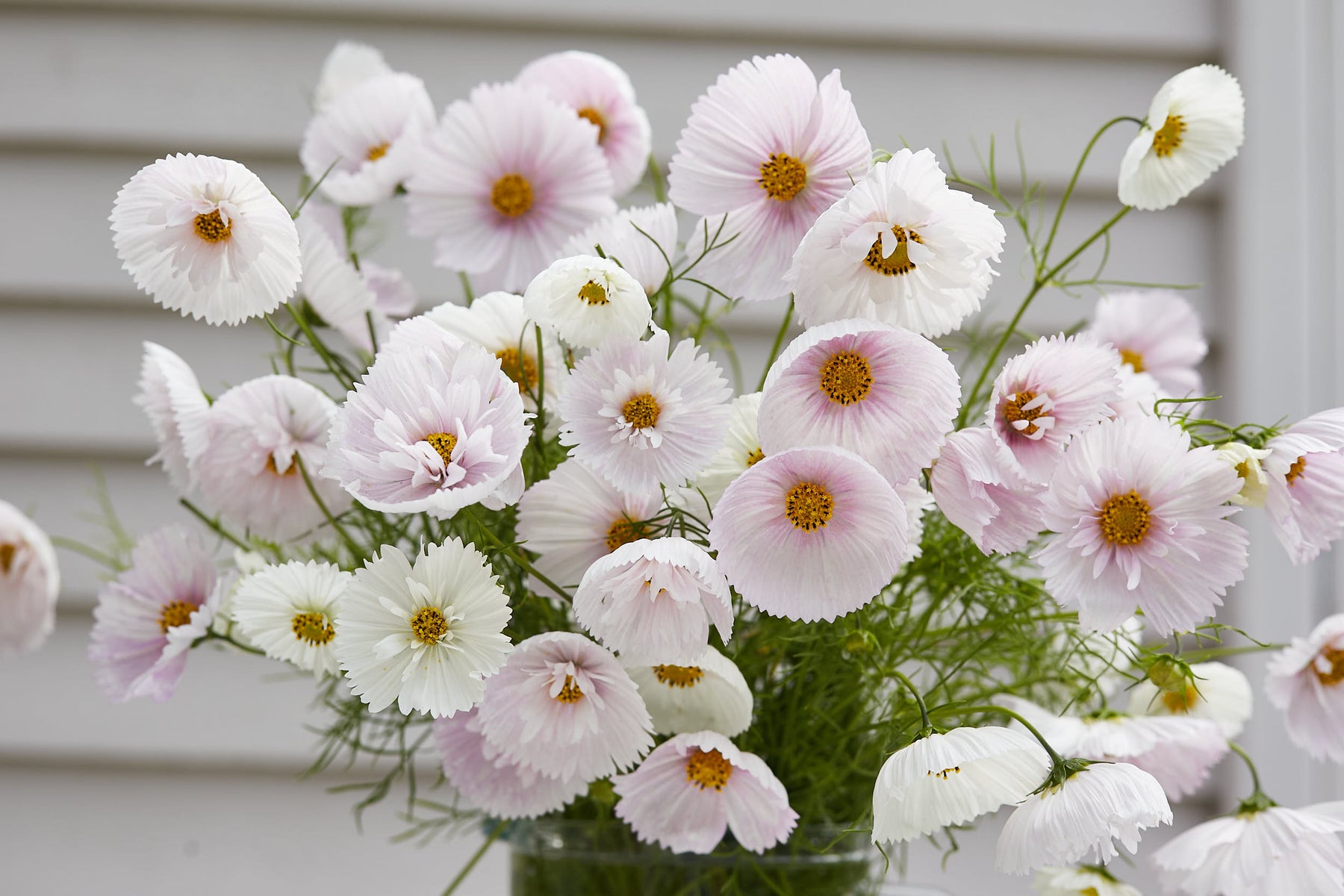 Cosmos Cupcake Blush Flower | X 30 Seeds – Veggie & Flower Garden Seeds