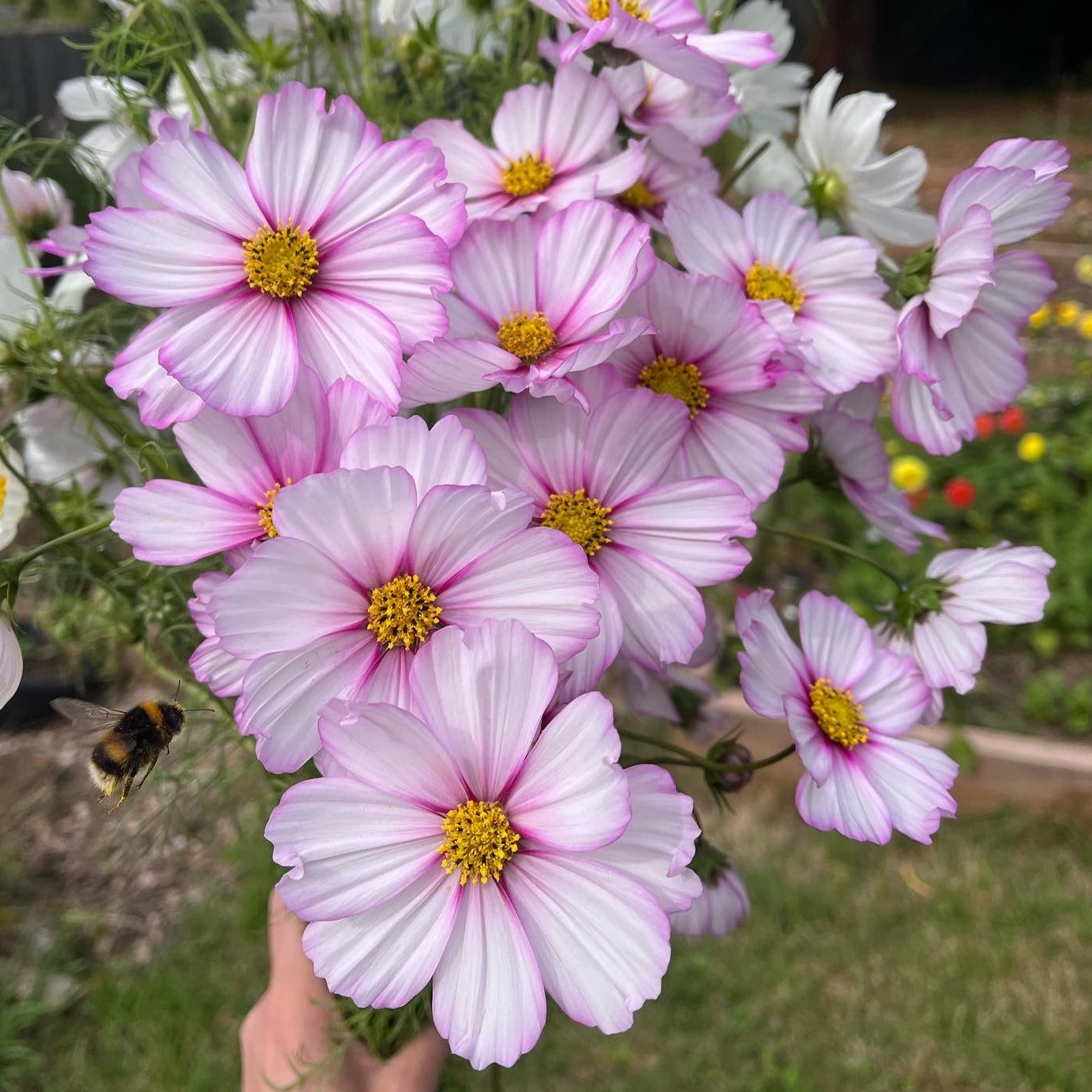 Cosmos Sensation Picotee Flower | X 50 Seeds – Veggie & Flower Garden Seeds