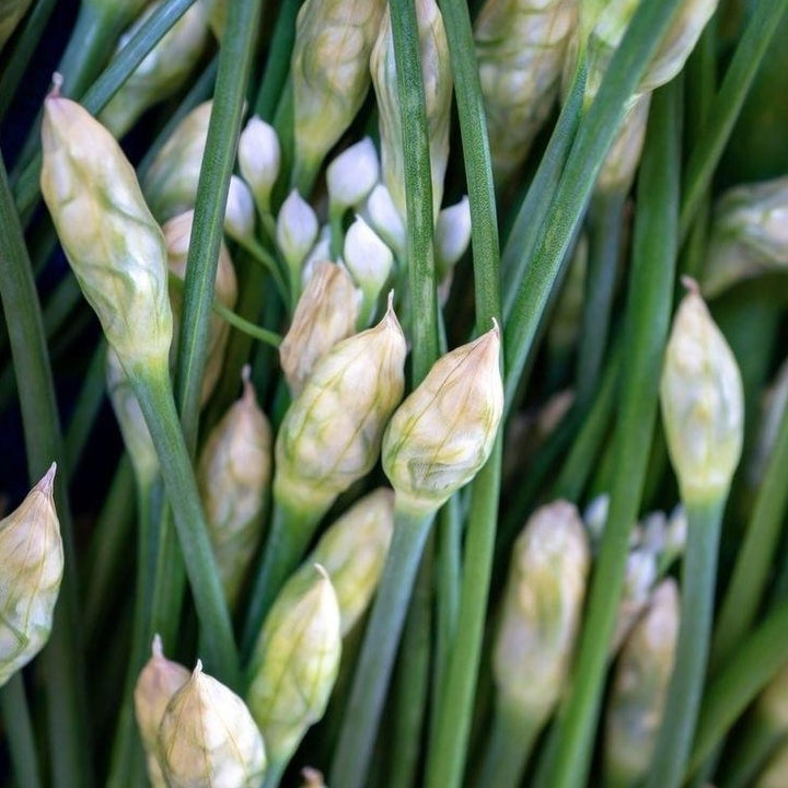 Garlic Chives (Chinese Chives / Japanese Nira) Herb | X 80 Seeds ...