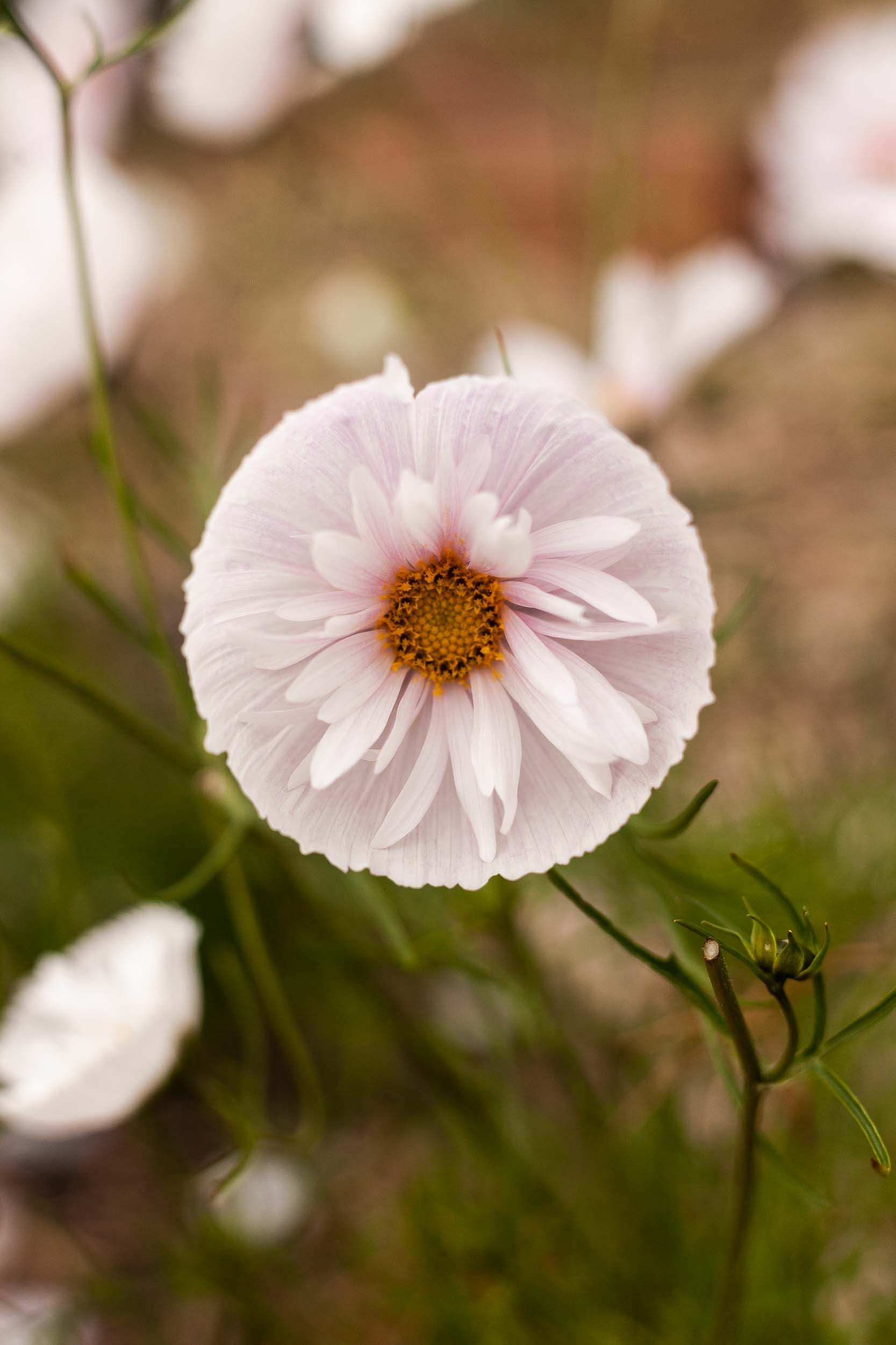 Cosmos Cupcake Blush Flower | X 30 Seeds – Veggie & Flower Garden Seeds