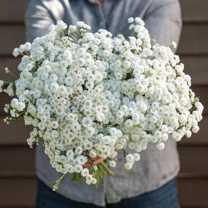 Yarrow The Pearl Achillea ptarmica Flower | X 100 Seeds – Veggie ...