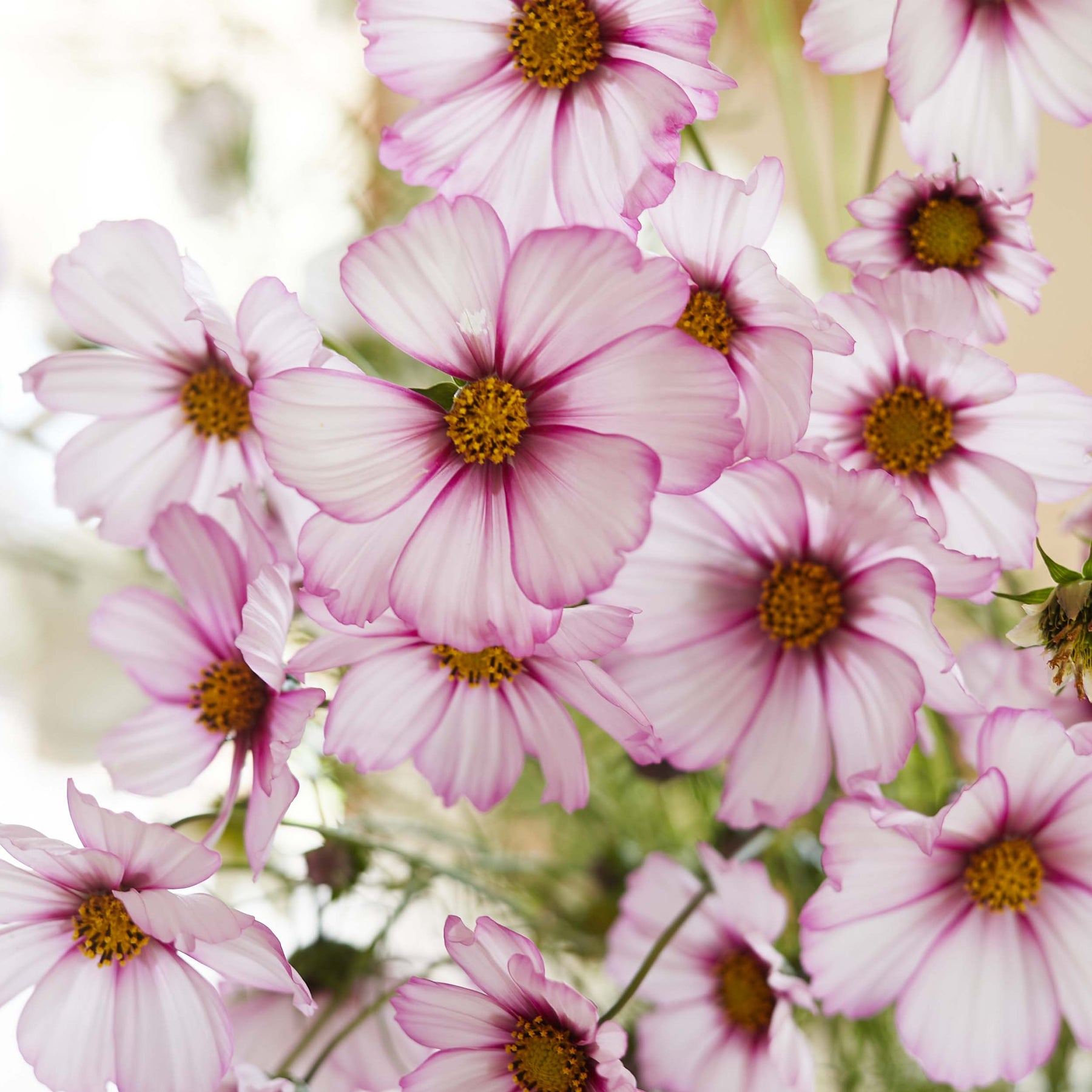 Cosmos Sensation Picotee Flower | X 50 Seeds – Veggie & Flower Garden Seeds