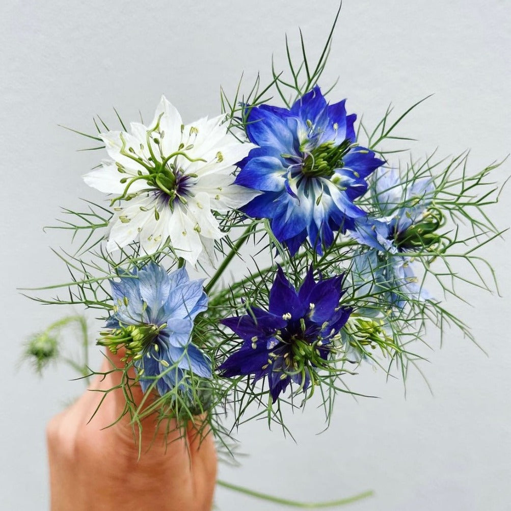 Nigella Blue + White Mix Flower | X 100 Seeds – Veggie & Flower Garden ...