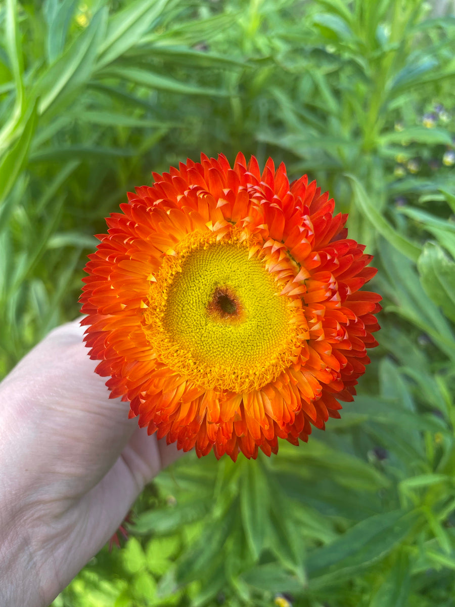 Everlasting Strawflower Copper Red | x 100 Seeds – Veggie & Flower ...