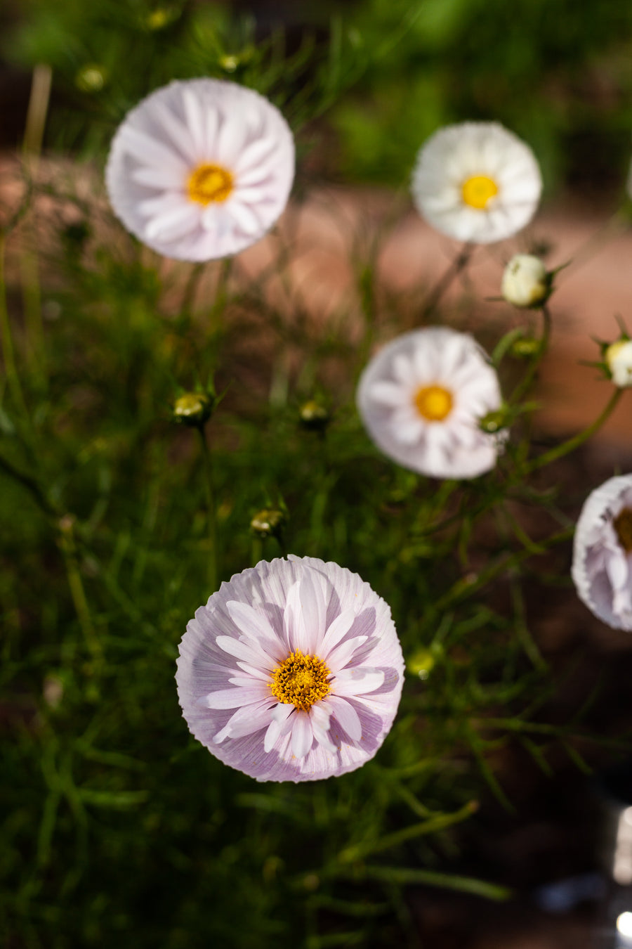 Cosmos Cupcake Blush Flower | X 30 Seeds#N#– Veggie & Flower Garden Seeds