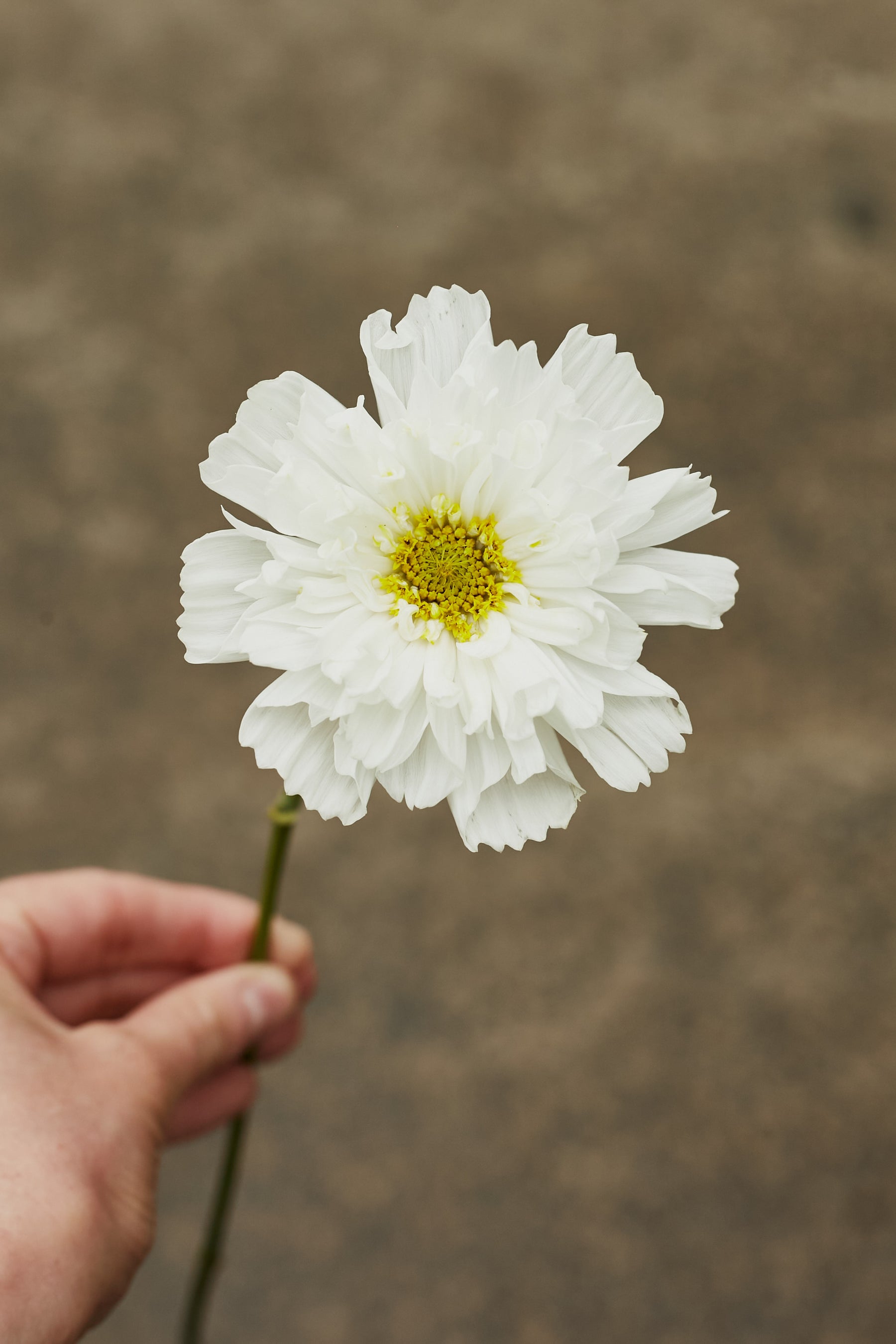 Cosmos Double Click Snow Puff Flower | X 30 Seeds – Veggie & Flower ...