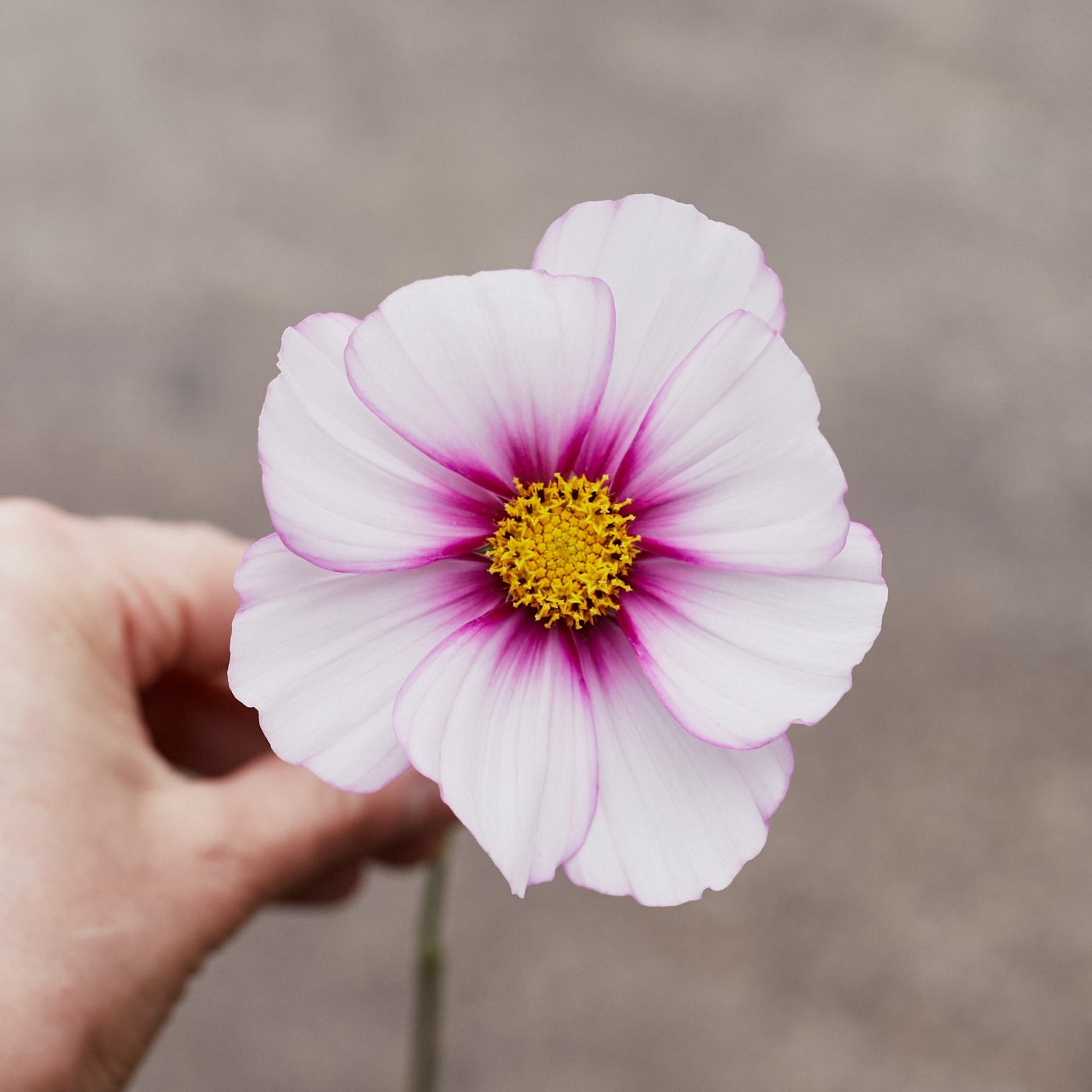 Cosmos Sensation Picotee Flower | X 50 Seeds – Veggie & Flower Garden Seeds