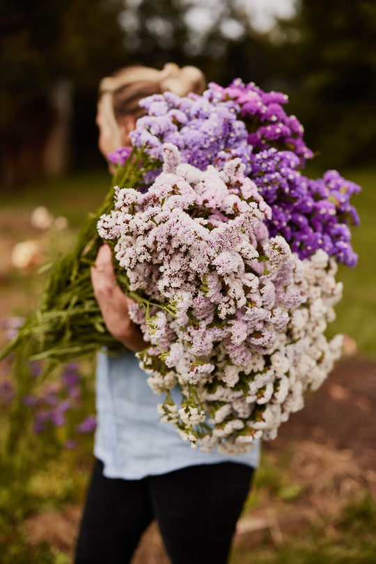 Statice Pastel Mix Flower | X 50 Seeds – Veggie & Flower Garden Seeds