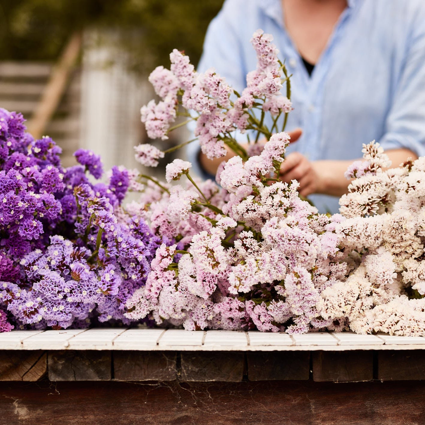 Statice Pastel Mix Flower | X 50 Seeds – Veggie & Flower Garden Seeds