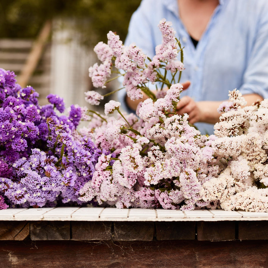 Statice Flower Seeds – Veggie & Flower Garden Seeds