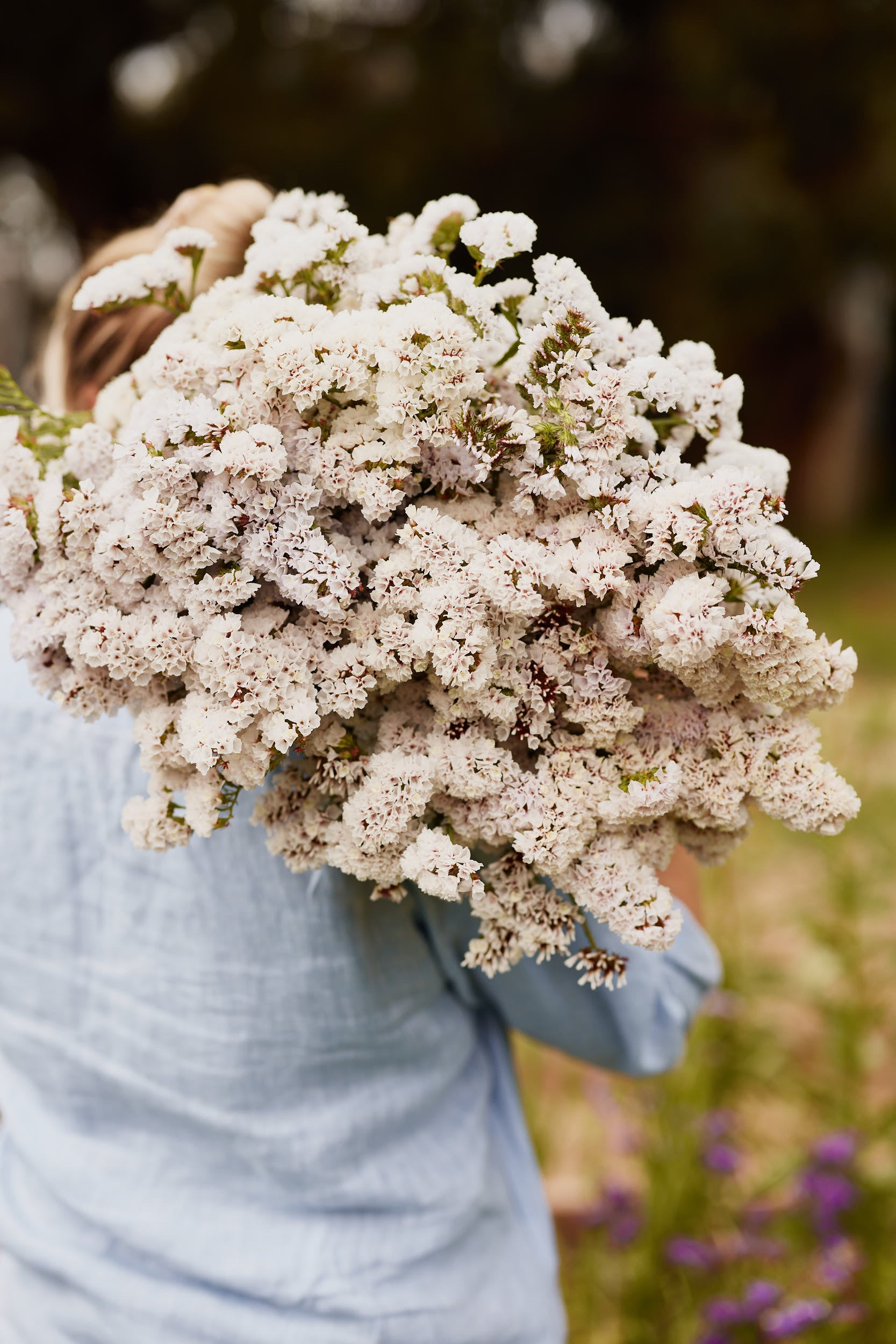 Statice Seeker White Flower | X 50 Seeds – Veggie & Flower Garden Seeds