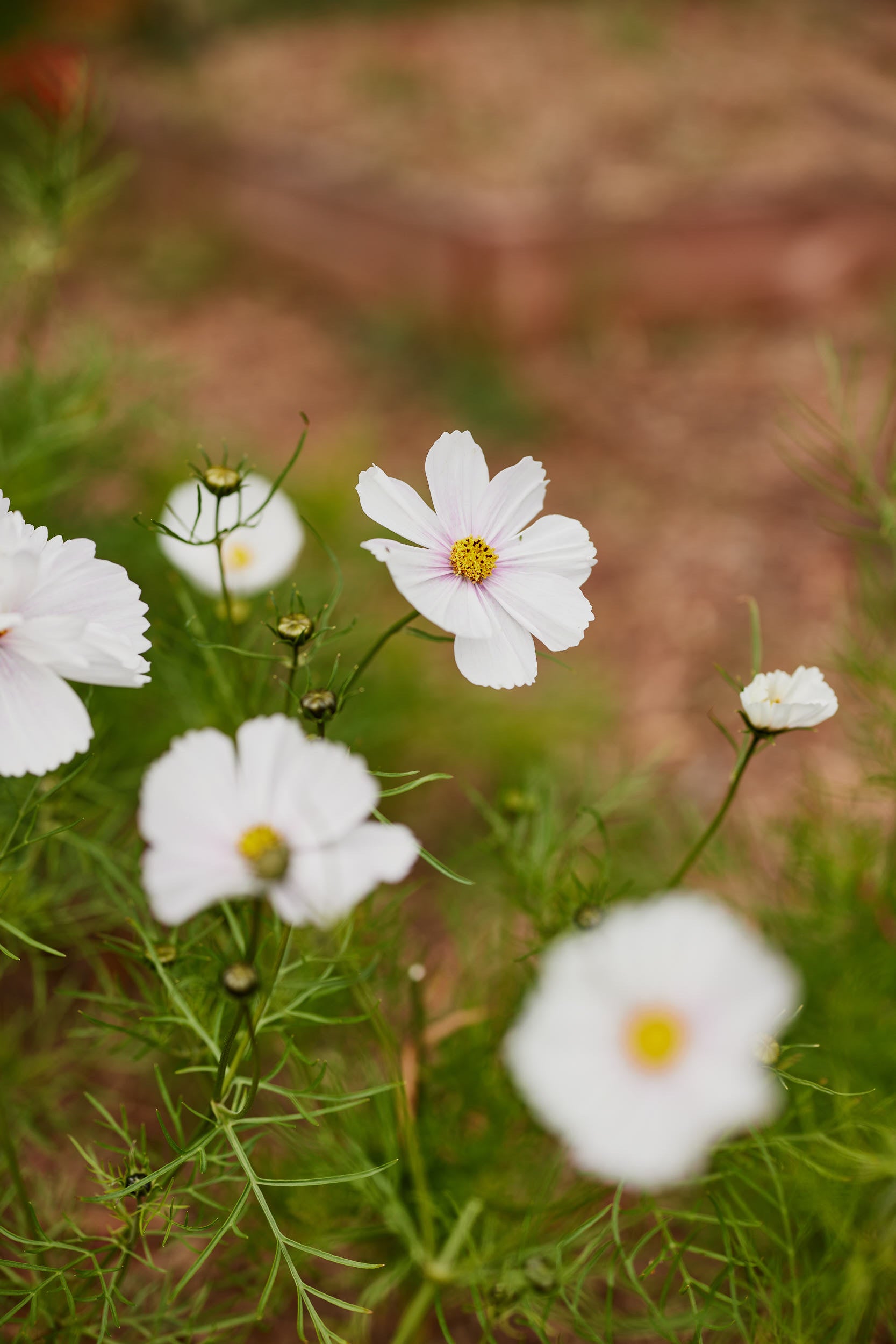 Cosmos Cupcake Blush Flower | X 30 Seeds – Veggie & Flower Garden Seeds