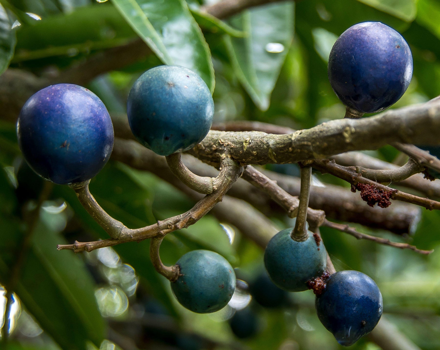 Quandong Blue Elaeocarpus grandis Australia Native | X 5 Seeds – Veggie ...