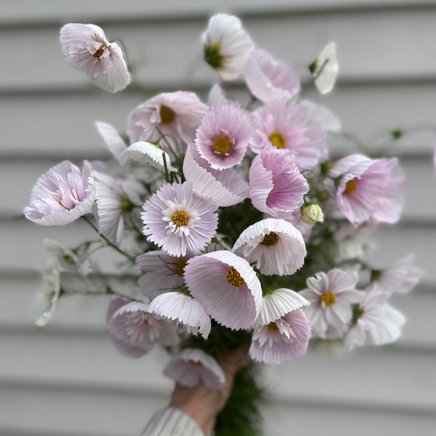 Cosmos Cupcake Blush Flower | X 30 Seeds – Veggie & Flower Garden Seeds