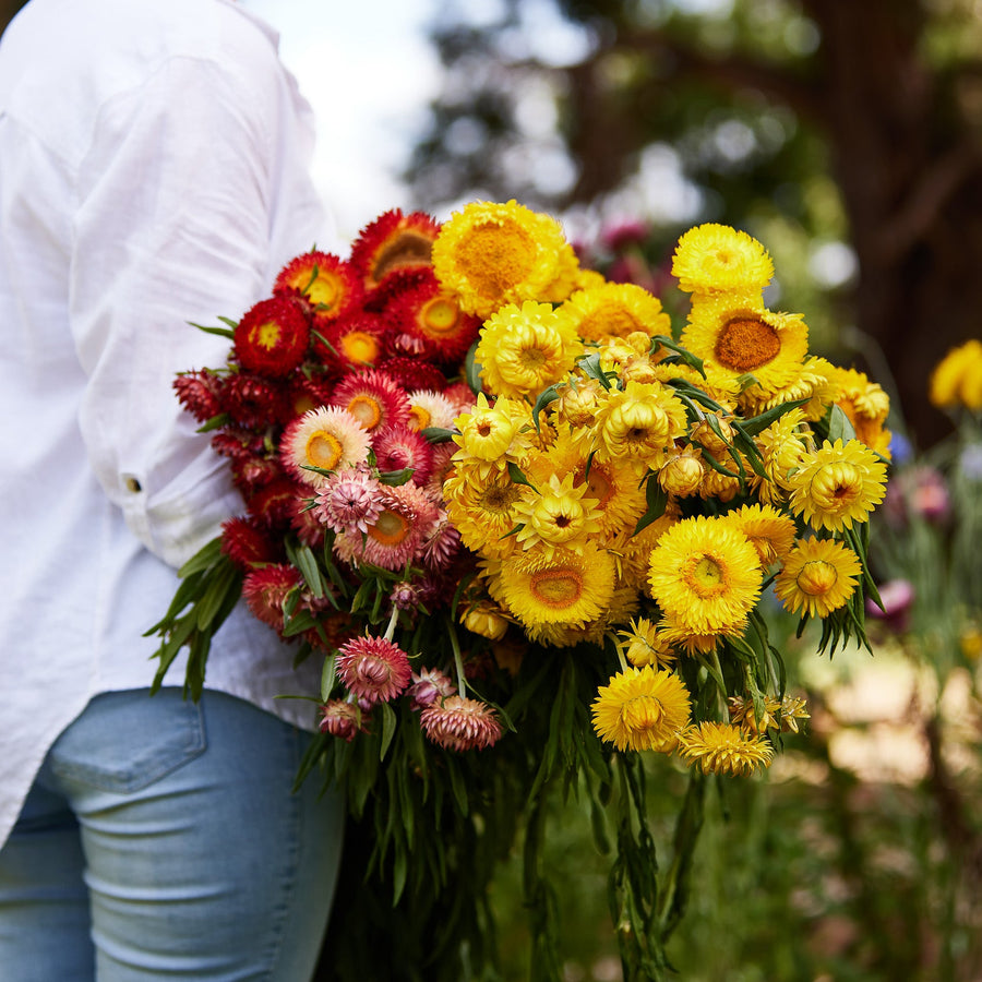 Everlasting Strawflower Tall Mix | X 100 Seeds – Veggie & Flower Garden ...