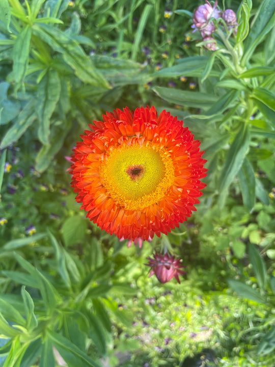 Everlasting Strawflower Copper Red | x 100 Seeds – Veggie & Flower ...