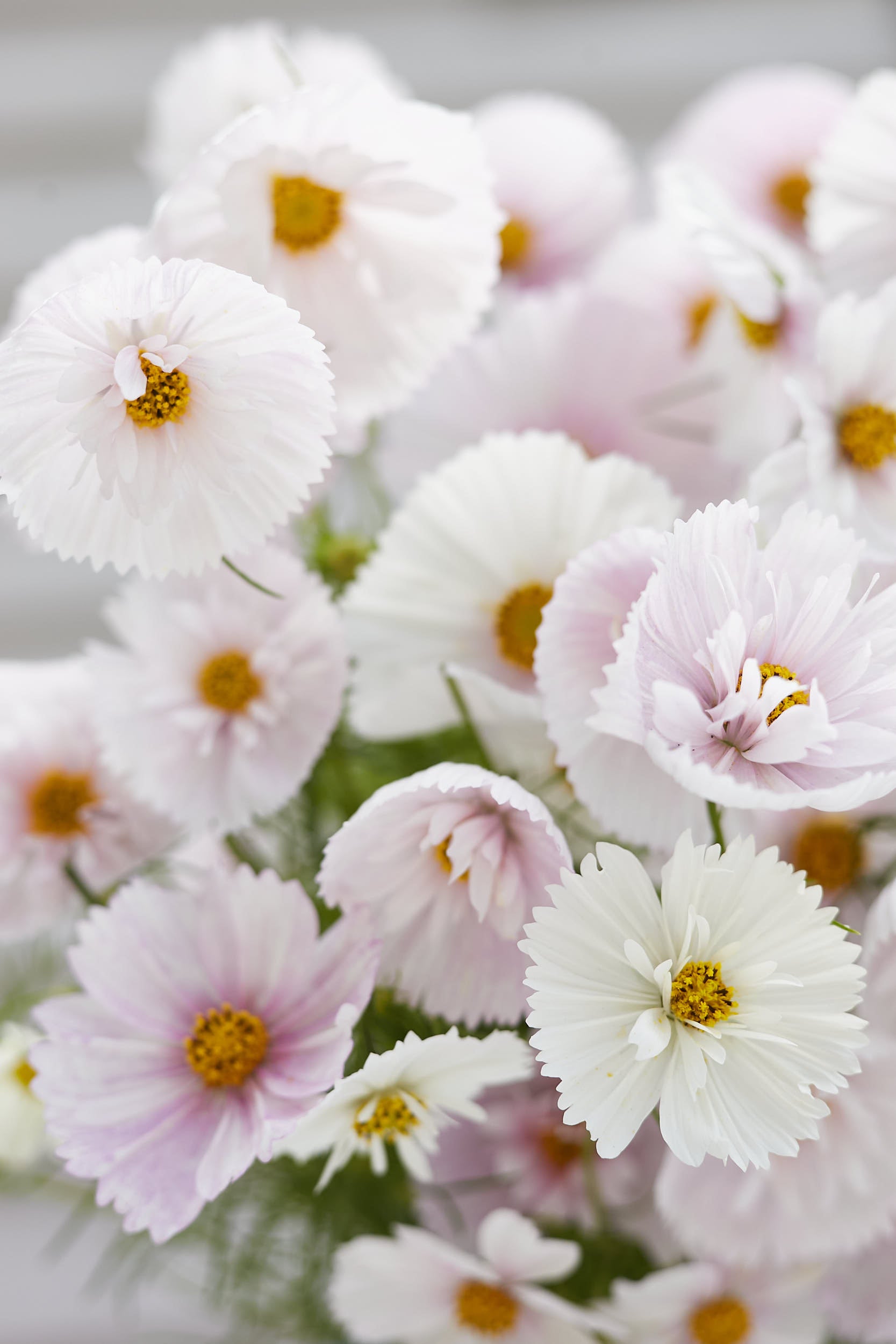 Cosmos Cupcake Blush Flower | X 30 Seeds – Veggie & Flower Garden Seeds