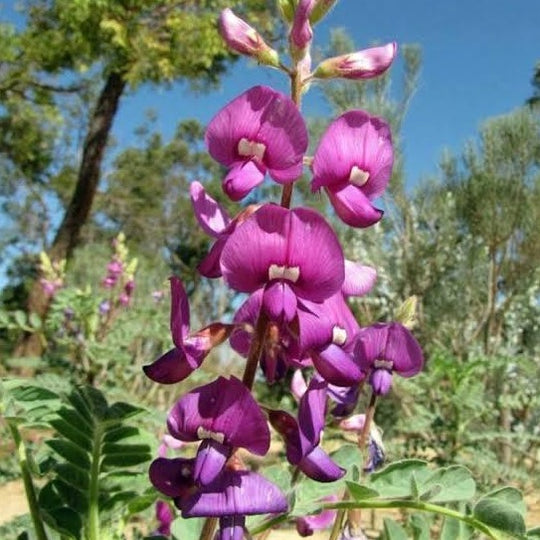 Swainsona maccullochiana 'Ashburton Pea' Australian Native Flower | X ...