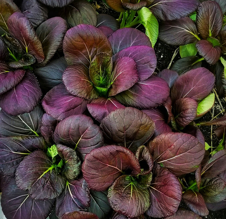 Pak Choi or Bok Choy Seeds – Veggie & Flower Garden Seeds