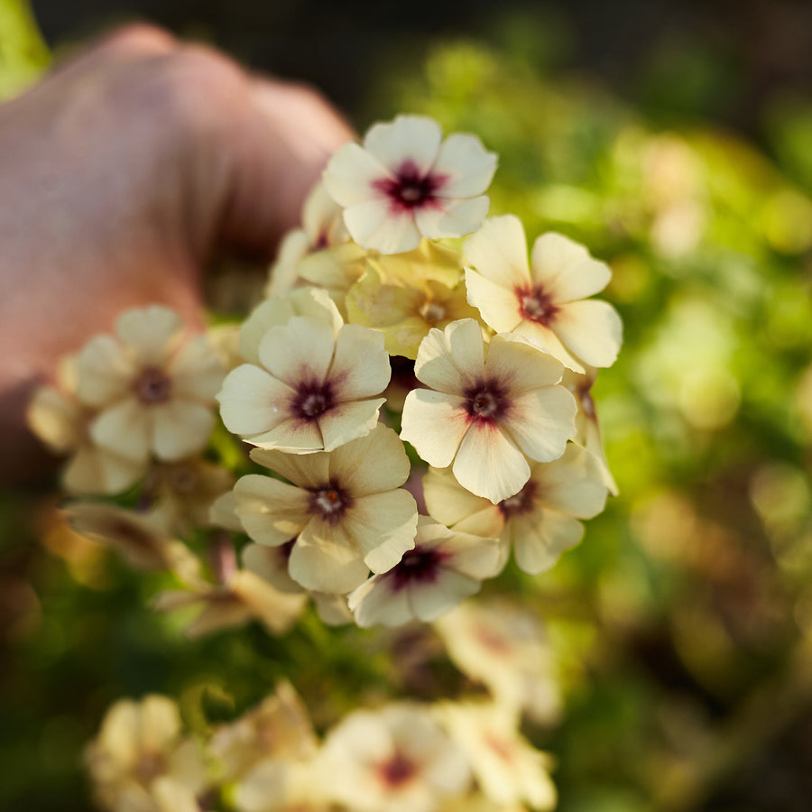 Phlox Cherry Caramel Flower | X 50 Seeds – Veggie & Flower Garden Seeds