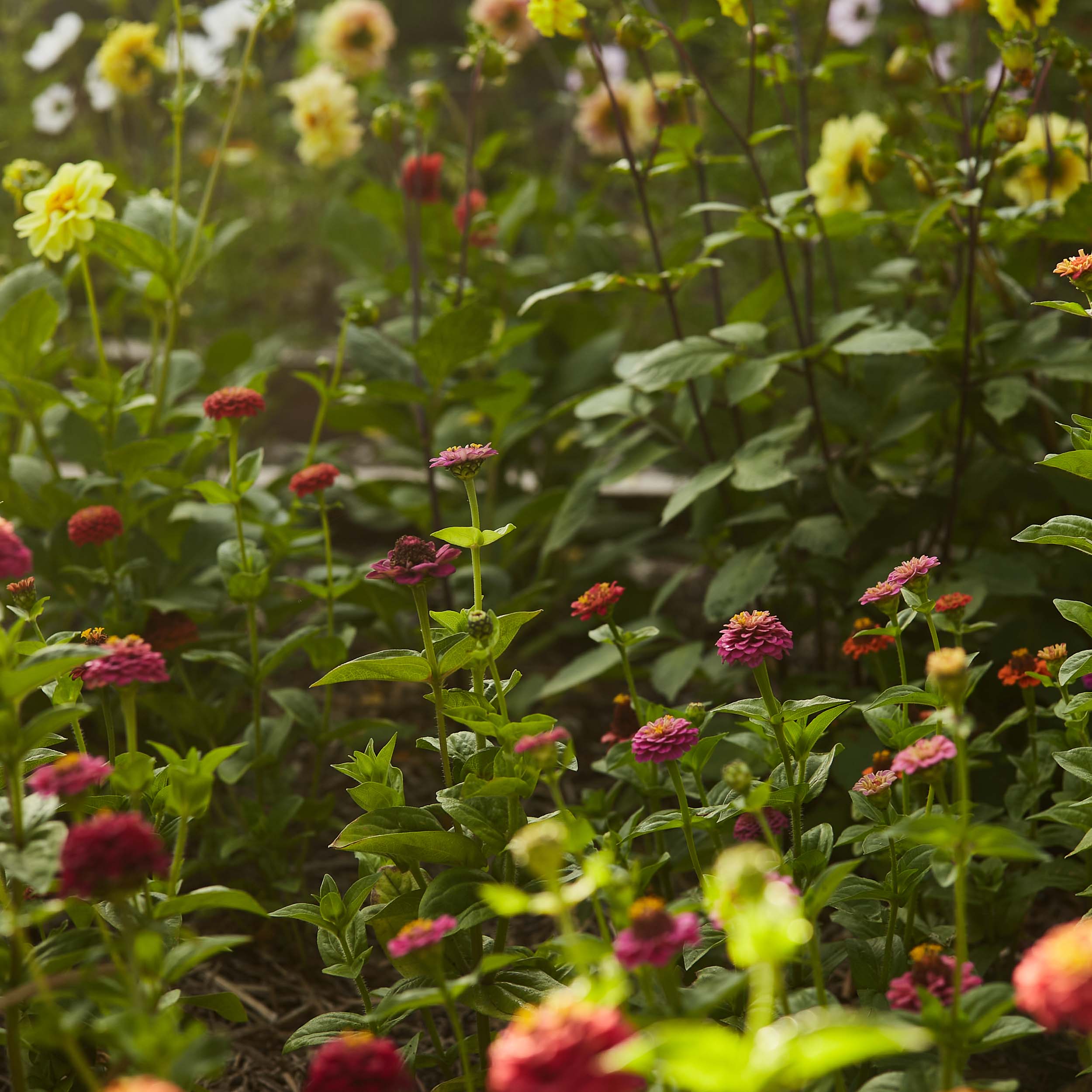 Bee + Butterfly Flower Mix Seeds – Veggie & Flower Garden Seeds