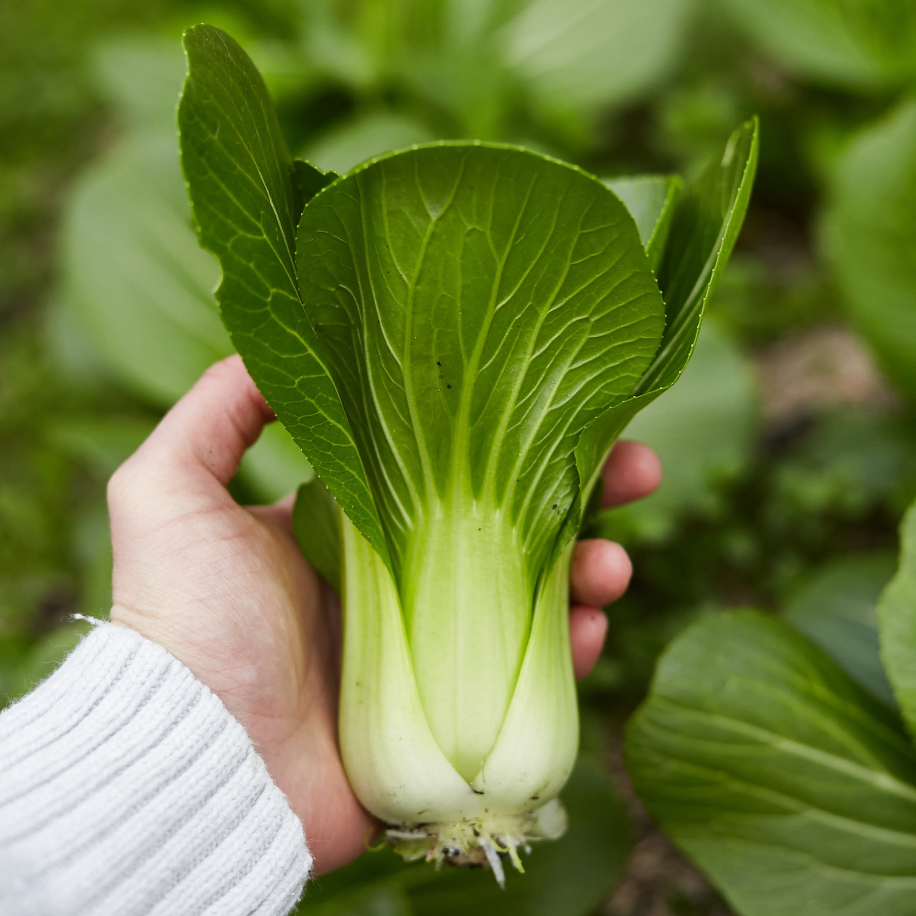 Pak Choi Green Vegetable | X 100 Seeds – Veggie & Flower Garden Seeds