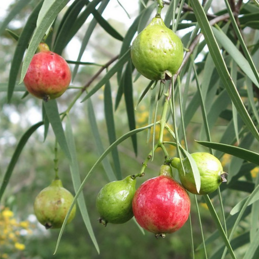Quandong Australian Native Peach Santalum acuminatum | X 5 Seeds ...