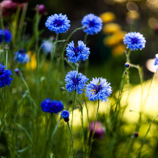 Cornflower Centaurea Blue Boy Flower | x 80 seeds – Veggie & Flower ...