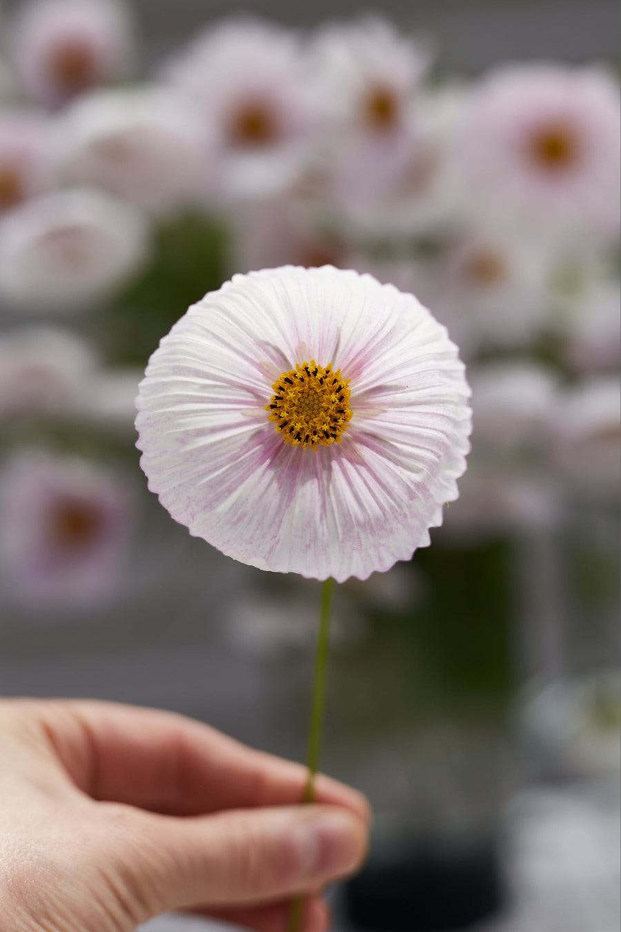 Cosmos Cupcake Blush Flower | X 30 Seeds#N#– Veggie & Flower Garden Seeds