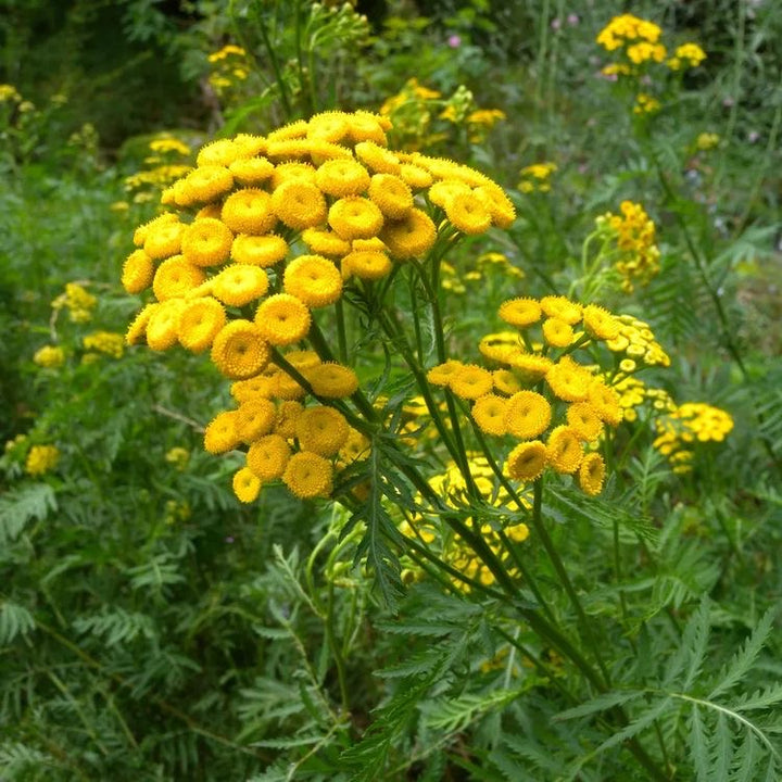 Tansy Flower | X 400 Seeds – Veggie & Flower Garden Seeds