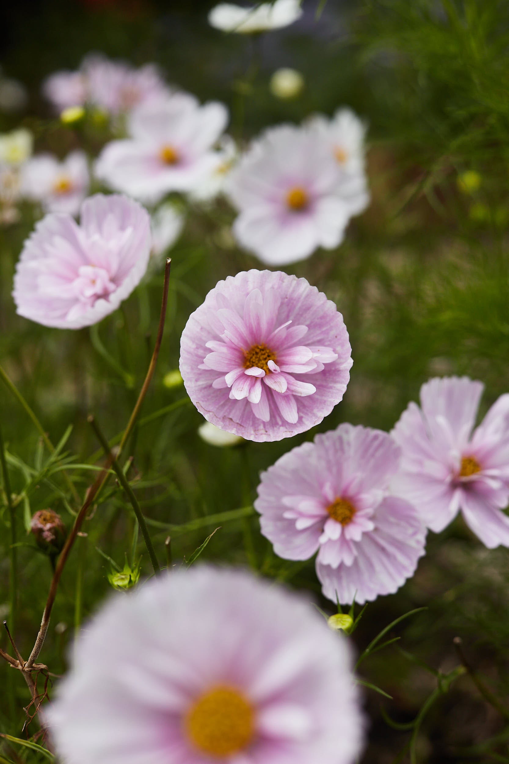 Cosmos Cupcake Blush Flower | X 30 Seeds – Veggie & Flower Garden Seeds