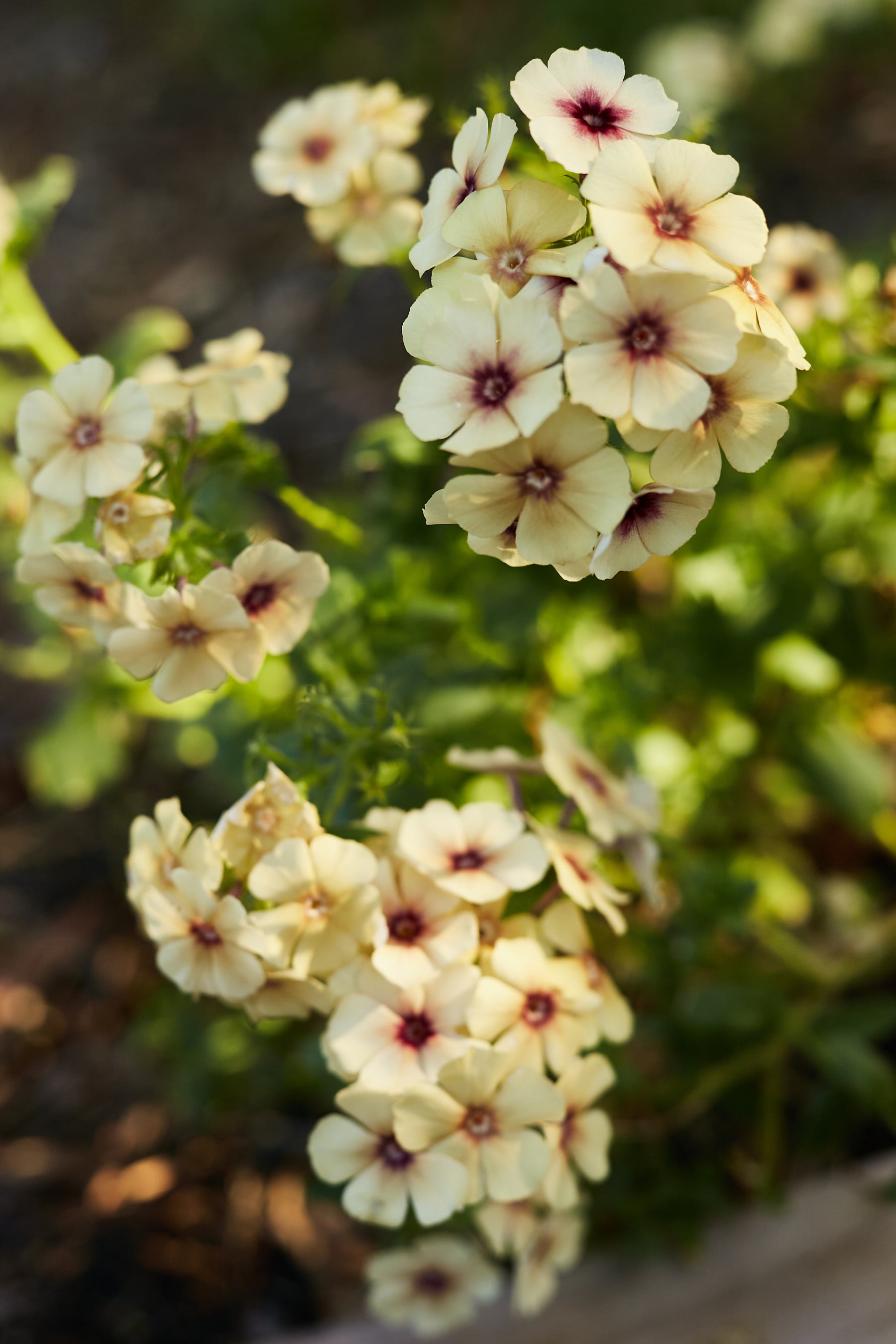 Phlox Cherry Caramel Flower | X 50 Seeds – Veggie & Flower Garden Seeds
