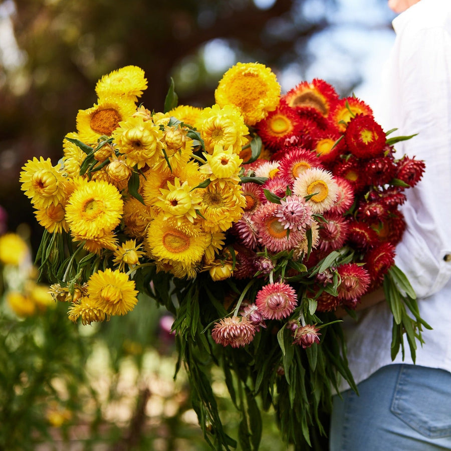 Everlasting Strawflower Tall Mix | X 100 Seeds – Veggie & Flower Garden ...