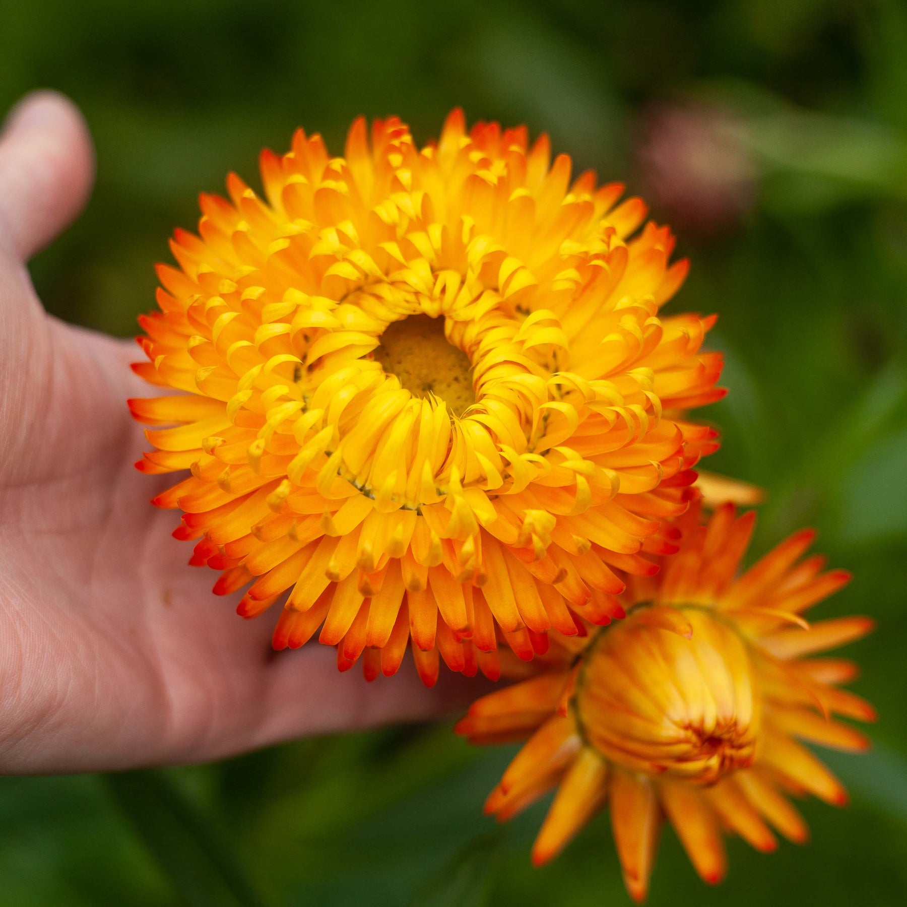 Everlasting Strawflower Orange | X 100 Seeds – Veggie & Flower Garden Seeds