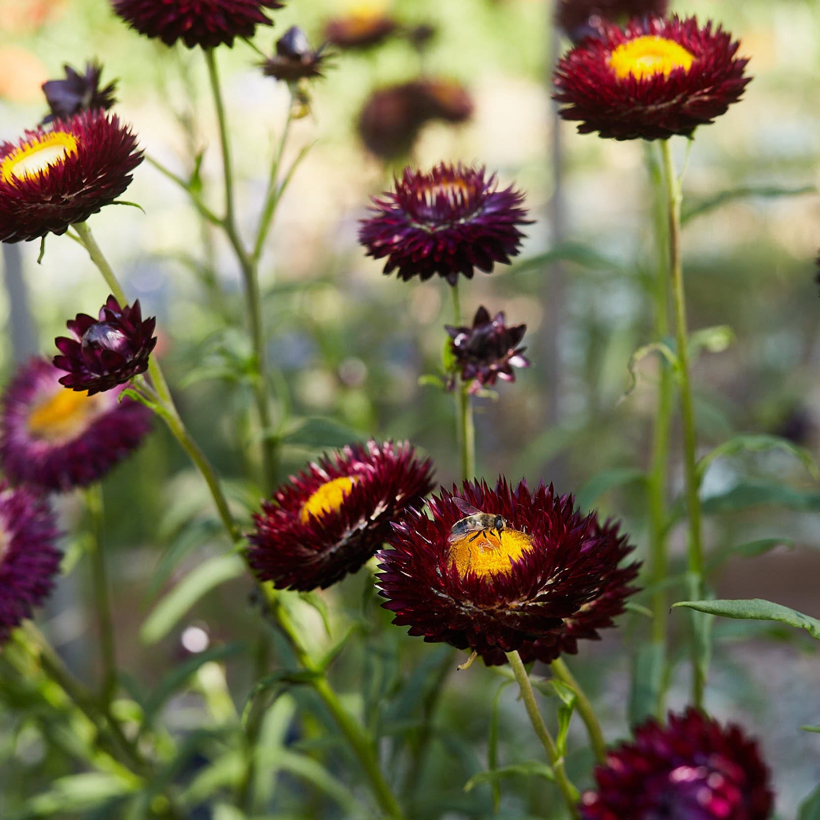 Everlasting Strawflower Purple Red Dragon Fire | X 100 Seeds – Veggie ...
