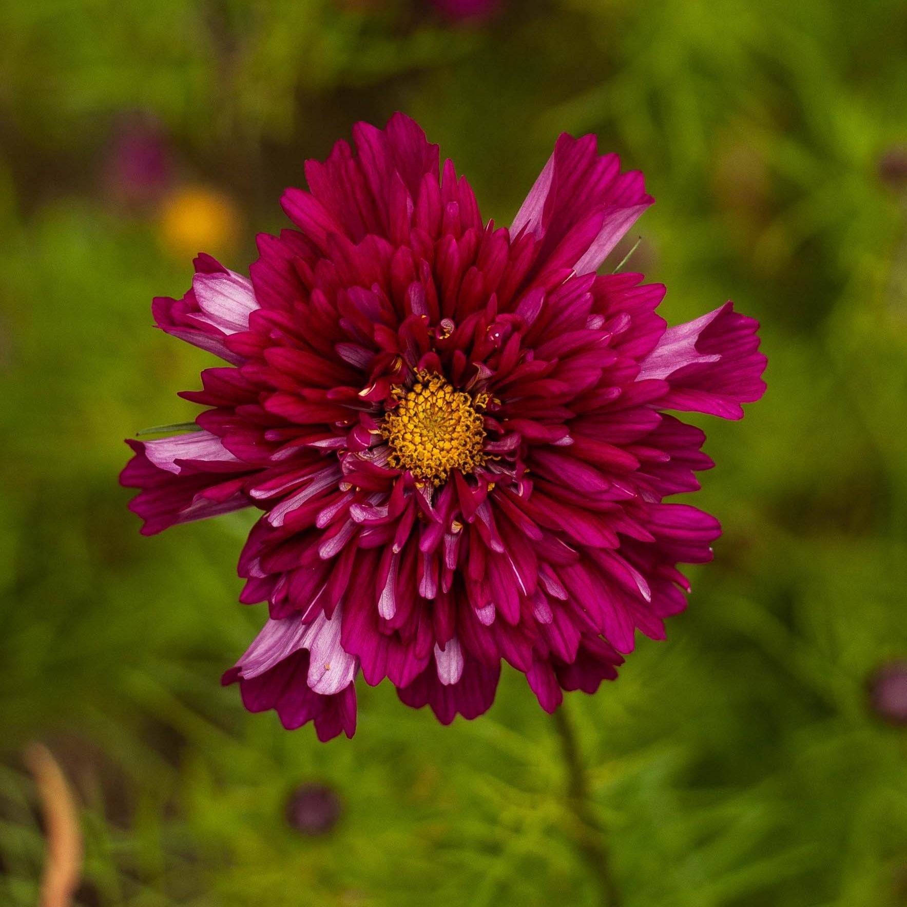 Cosmos Double Click Cranberry Flower | X 30 Seeds – Veggie & Flower ...