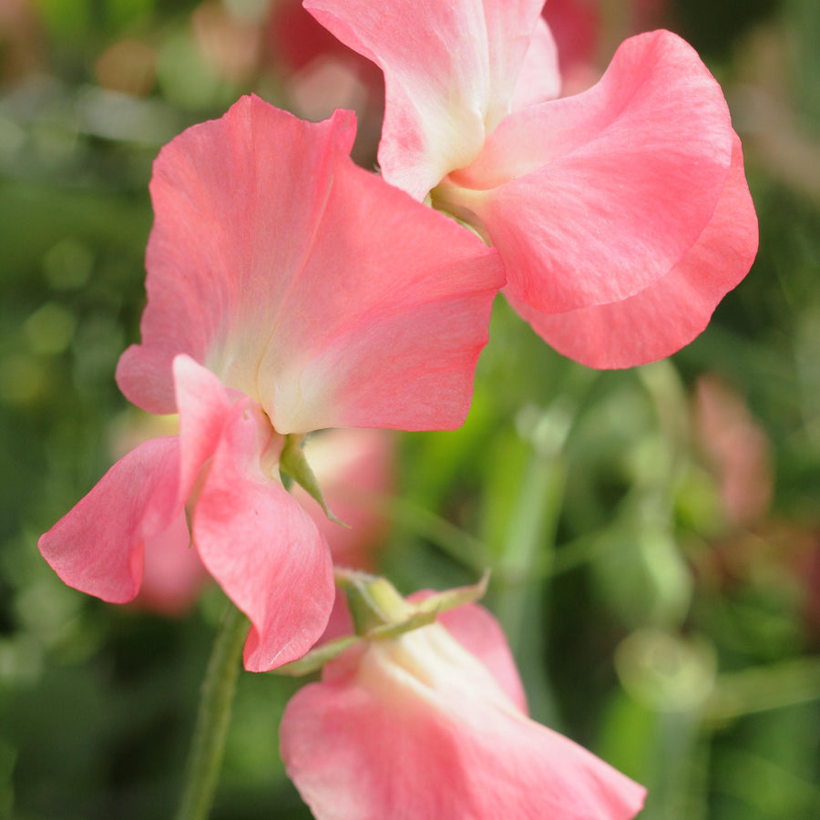 Sweet Pea Flower Seeds – Veggie & Flower Garden Seeds