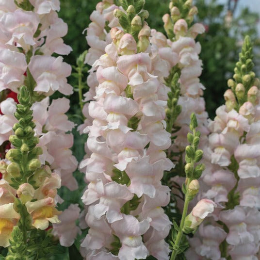 Snapdragon Costa Silver Pale Blush Flower | X 50 Seeds – Veggie ...