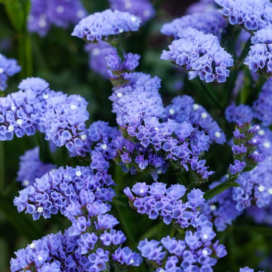 Statice Flower Seeds – Veggie & Flower Garden Seeds
