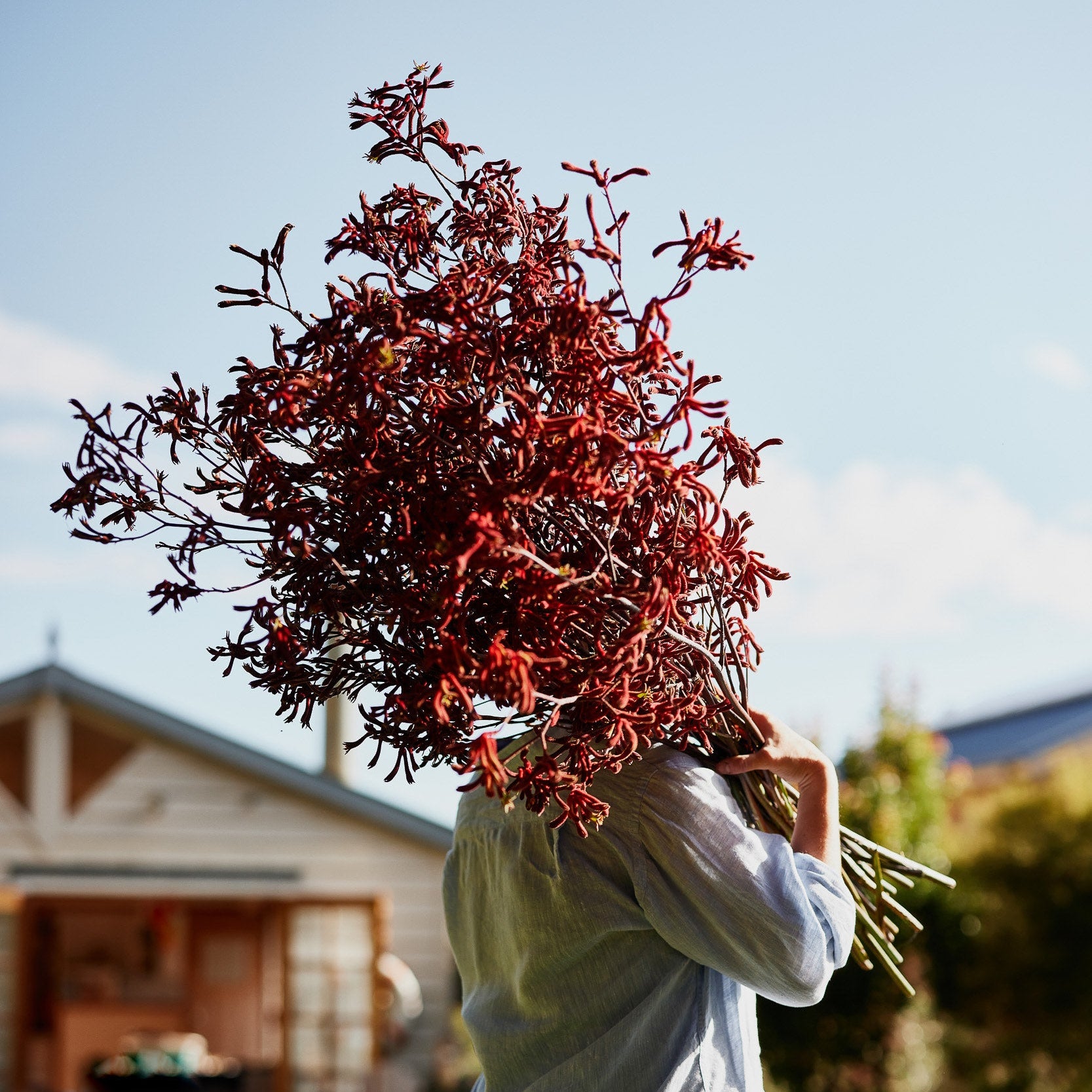 Kangaroo Paw Red Australian Native | X 50 Seeds – Veggie & Flower ...