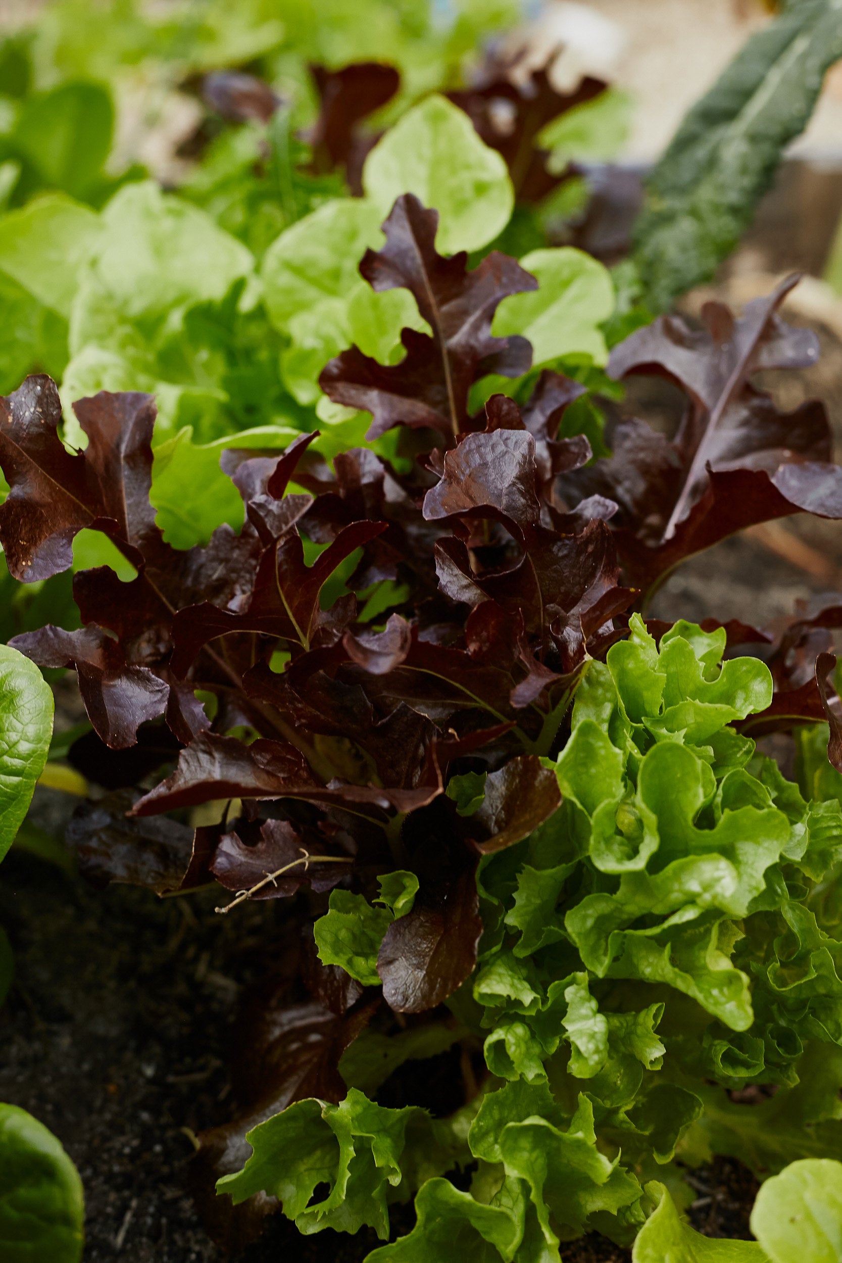 Lettuce Loose Leaf Mix Vegetable | X 150 Seeds – Veggie & Flower Garden ...