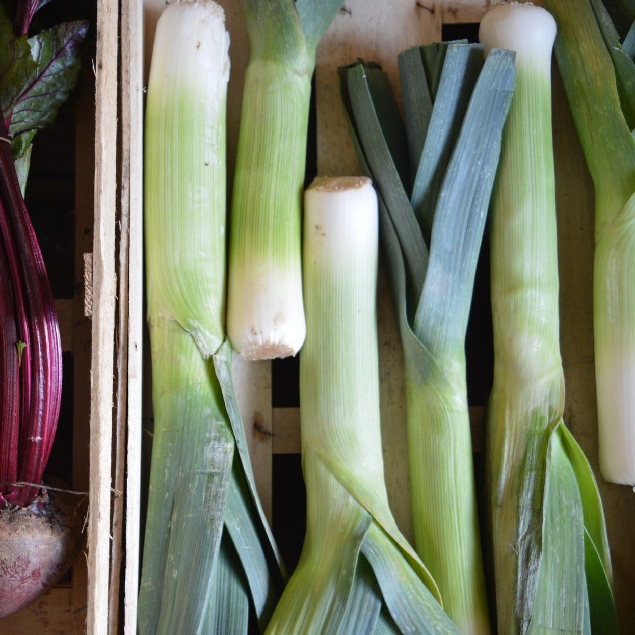 Leek Bulgarian Giant Vegetable | X 80 Seeds – Veggie & Flower Garden Seeds