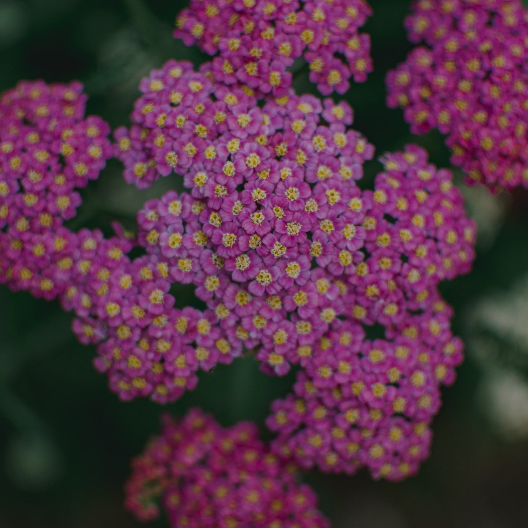 Yarrow Achillea Cerise Queen Flower | X 200 Seeds – Veggie & Flower ...