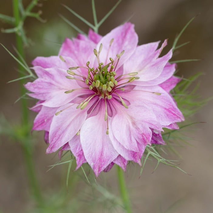 Nigella Miss Jekyll Rose Flower | X 100 Seeds – Veggie & Flower Garden ...
