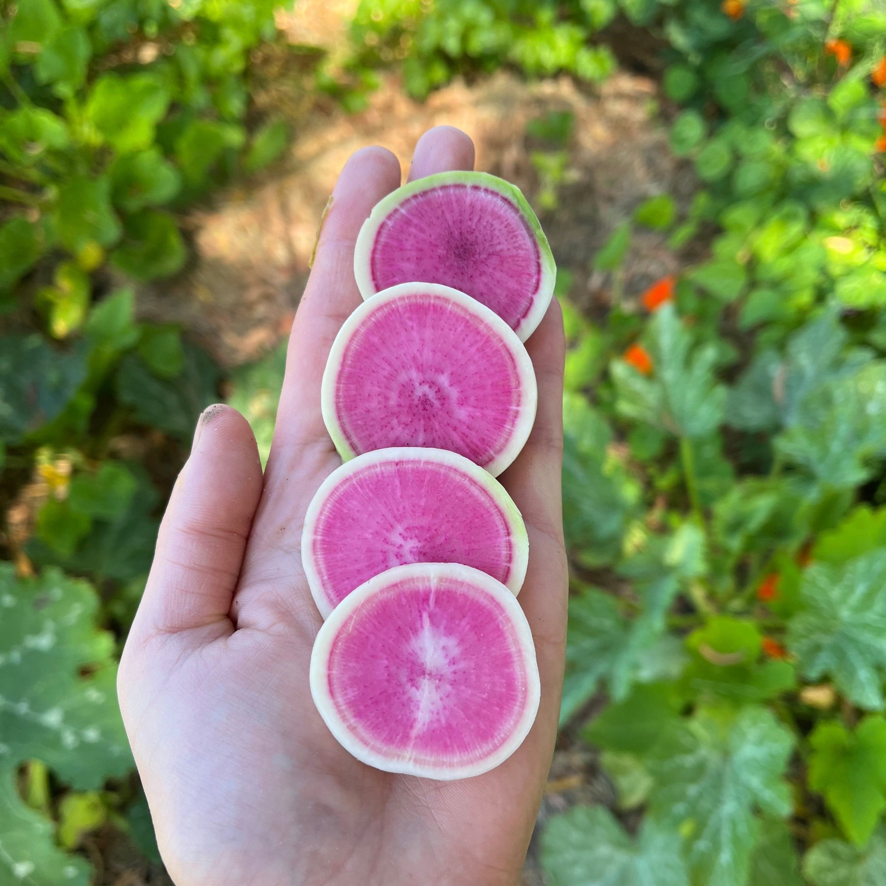 Radish Watermelon Vegetable | X 80 Seeds – Veggie & Flower Garden Seeds
