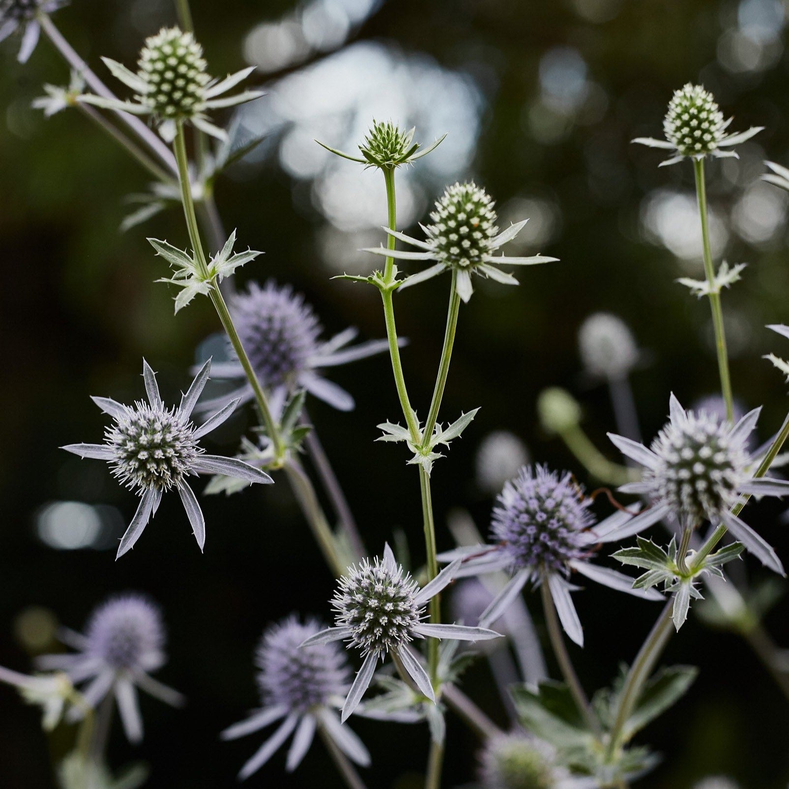 Sea Holly Deep Blue Flower | X 100 Seeds – Veggie & Flower Garden Seeds