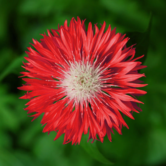 Veggie, Herb, Flower + Australian Native Seeds - Fast dispatch – Page 5 ...