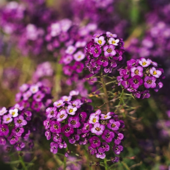 Alyssum Violet Queen Flower | X 200 seeds – Veggie & Flower Garden Seeds