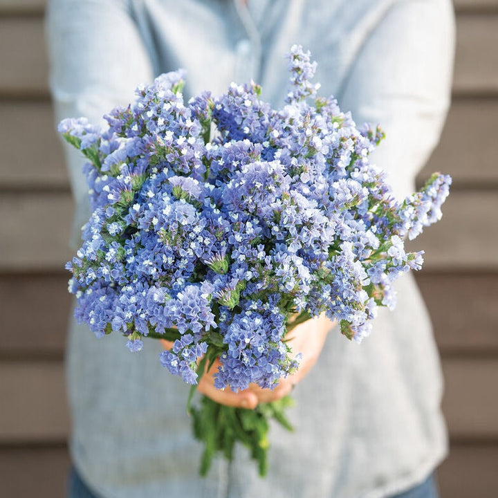 Statice Flower Seeds – Veggie & Flower Garden Seeds